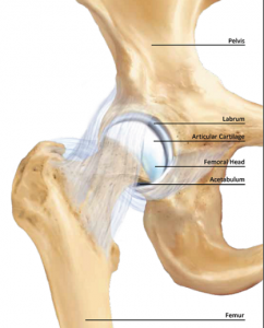 Hip ⋆ MyMPO™ • Full Function, Faster® • MicroPort Orthopedics, Inc.
